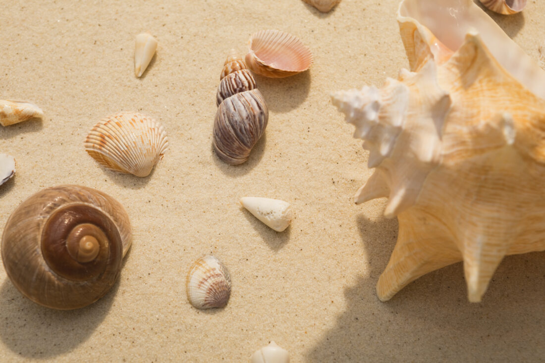 Shell show and shell festival to feature all things shell - SANIBEL ...